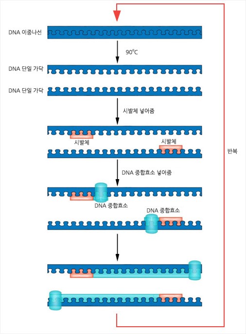 Molecular Biology Diagram Explain Concept And Process Of, 46% OFF Molecular Biology Diagram Explain Concept And Process Of, 46% OFF